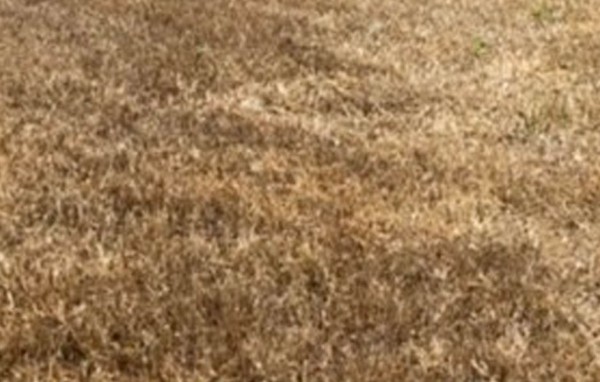 Lawn Grubs Destroying Grass Lawns in Bardon – Paddington Brisbane ...